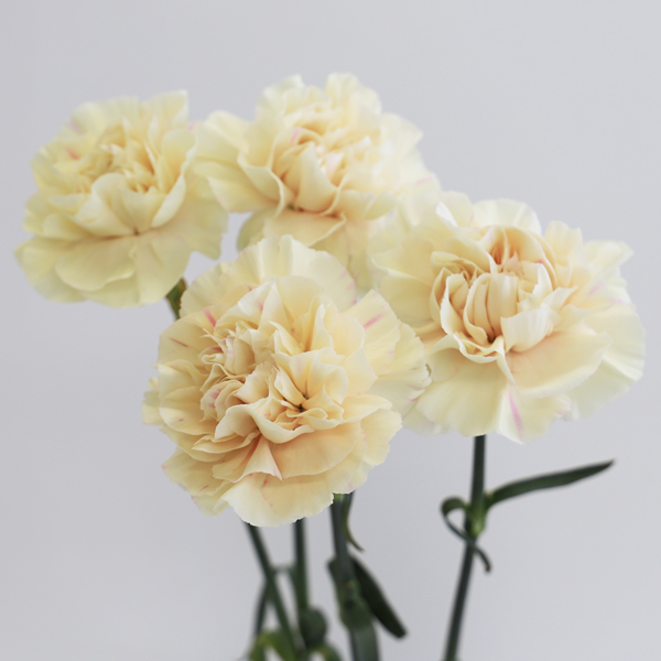 スタンダードカーネーション アップルティ - 輸入切花専門商社 株式会社クラシック