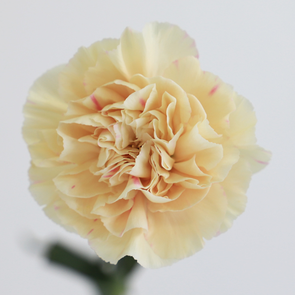 スタンダードカーネーション アップルティ - 輸入切花専門商社 株式会社クラシック