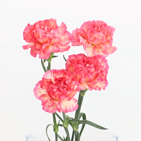 スタンダードカーネーション スプリッツスポーツ - 輸入切花専門商社 株式会社クラシック