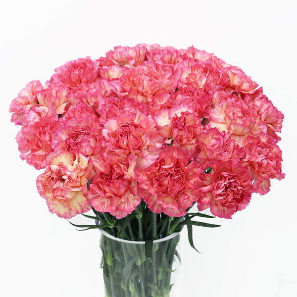 スタンダードカーネーション スプリッツスポーツ - 輸入切花専門商社 株式会社クラシック