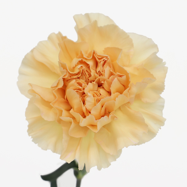 スタンダードカーネーション クリメア - 輸入切花専門商社 株式会社クラシック